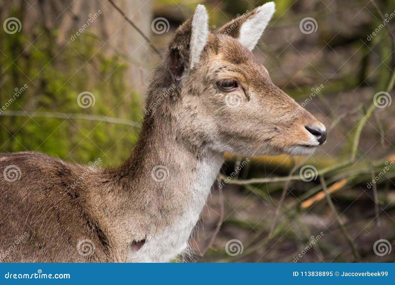 Fallow Deer Forest Spring Brown Grass Tree Leaves Stock Image - Image ...