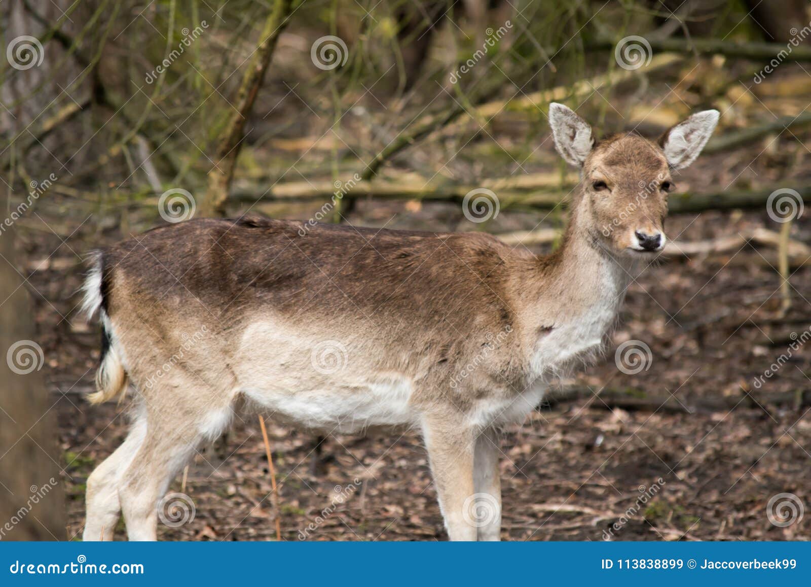 Fallow Deer Forest Spring Brown Grass Tree Leaves Stock Image - Image ...