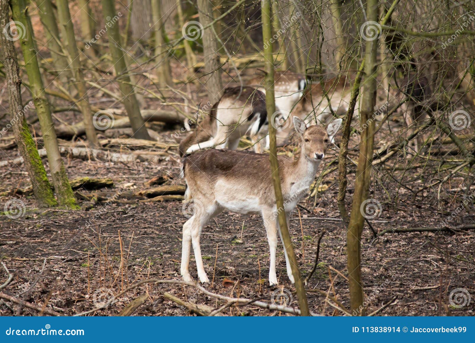 Fallow Deer Forest Spring Brown Grass Tree Leaves Stock Photo - Image ...