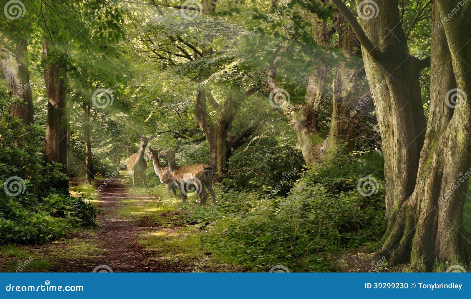 Fallow Deer in the Forest stock photo. Image of trees - 39299230