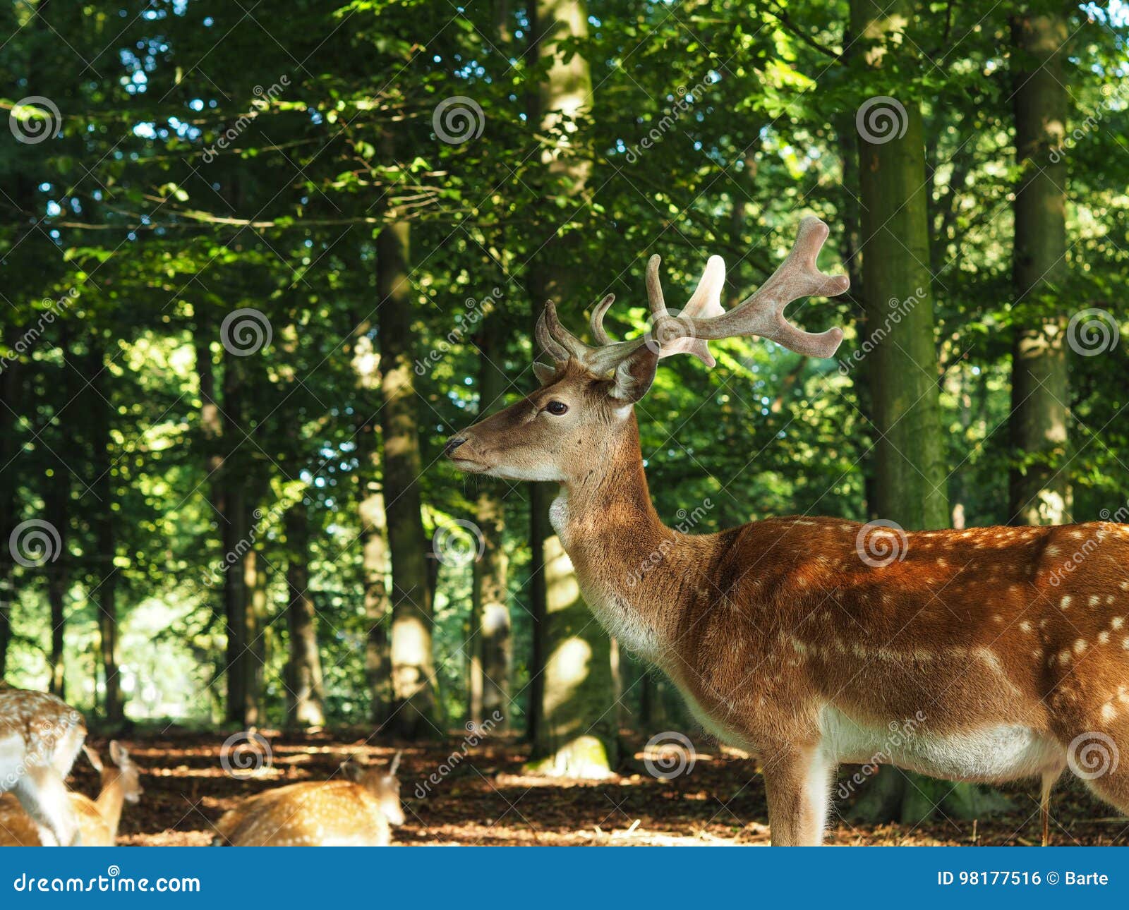 Fallow deer in a forest stock photo. Image of male, rutting - 98177516