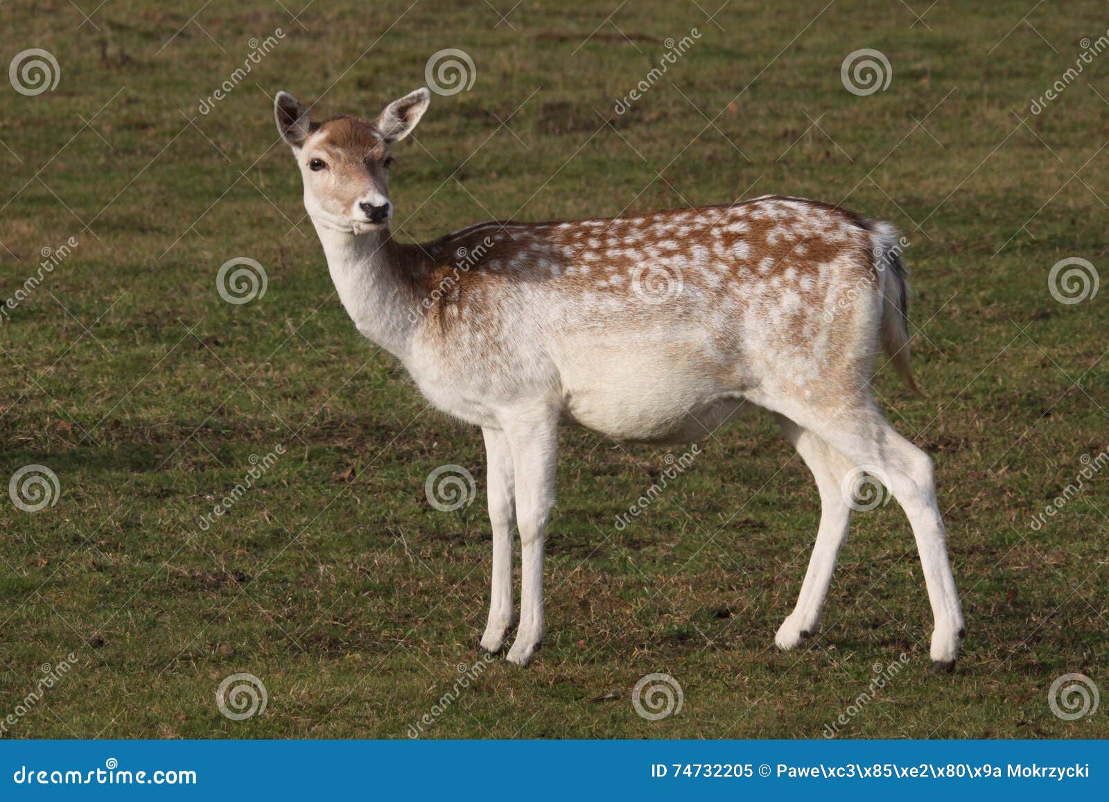 Fallow deer stock image. Image of green, park, forest - 74732205