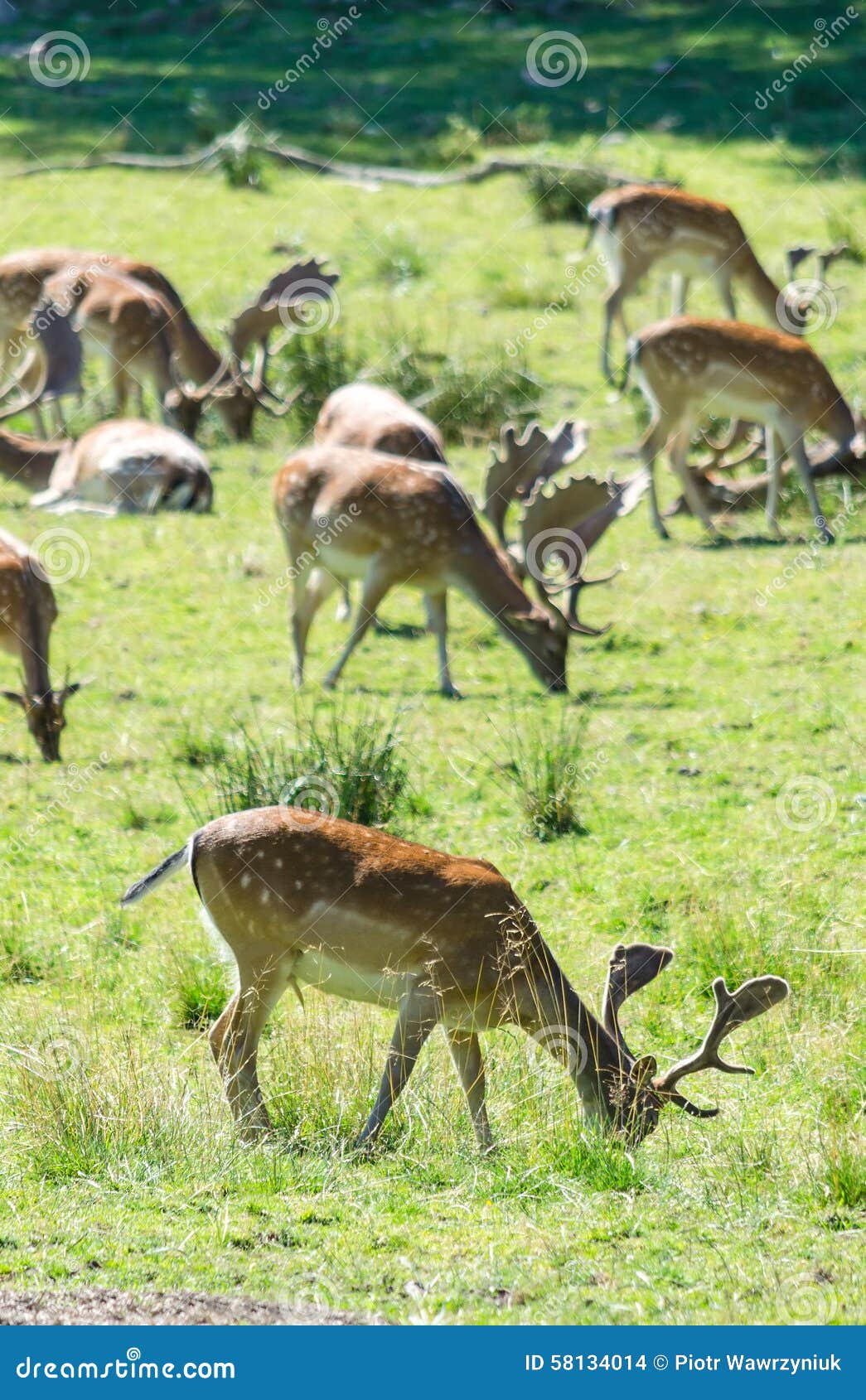 Fallow Deer Grazing in Vertical View Stock Photo - Image of deer, eyes ...