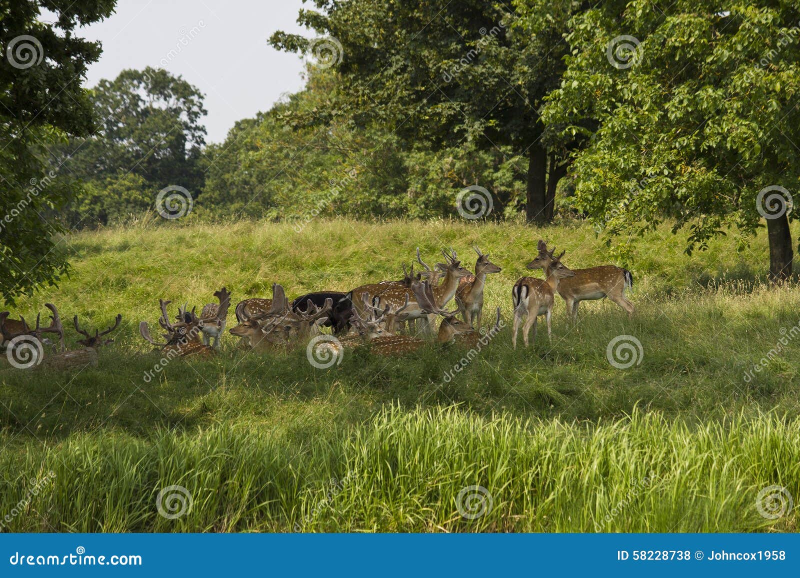 Fallow deer. stock photo. Image of england, fallow, grazing - 58228738