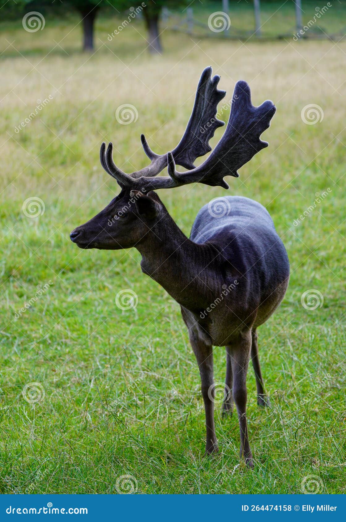 Fallow Deer on a Green Meadow Stock Photo - Image of mammal, wild ...