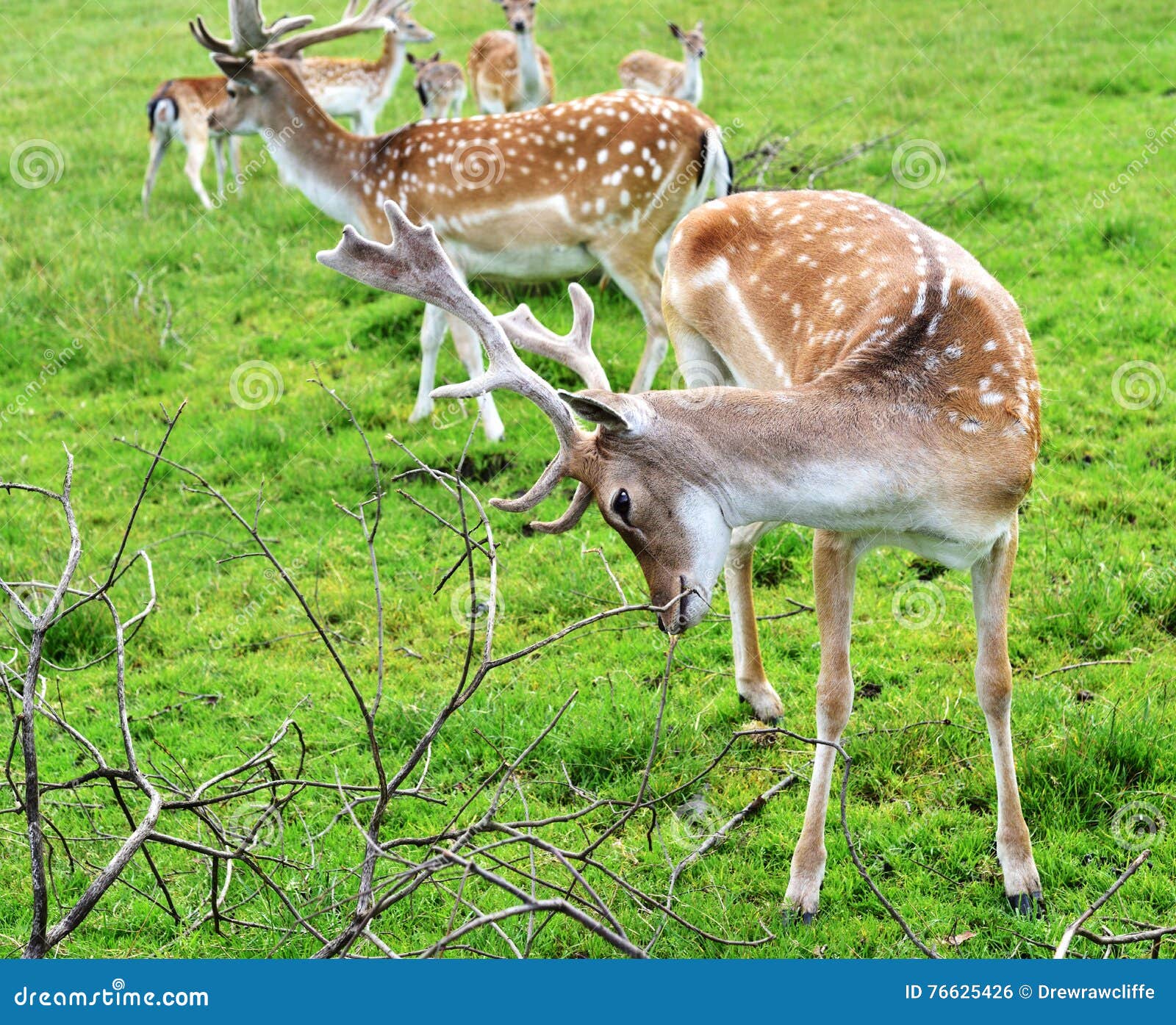 Fallow Deer Having a Scratch Stock Photo - Image of twigs, countryside ...