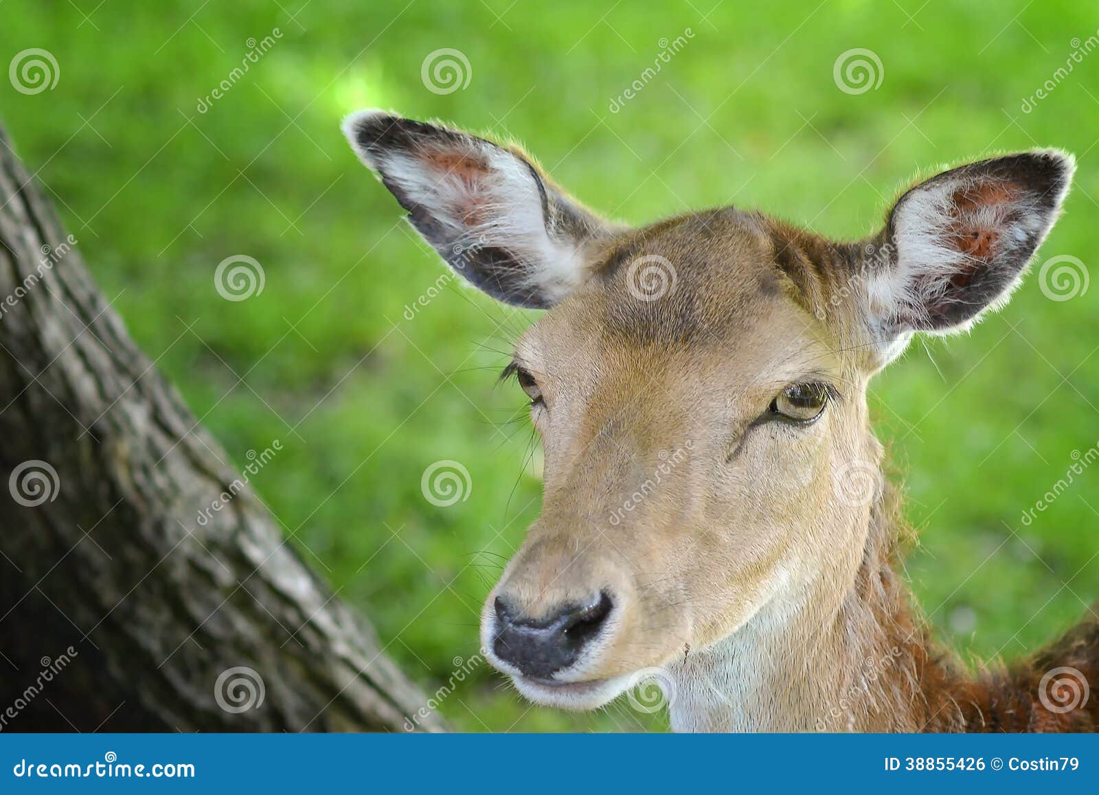 Fallow Deer head stock photo. Image of white, buck, eyes - 38855426