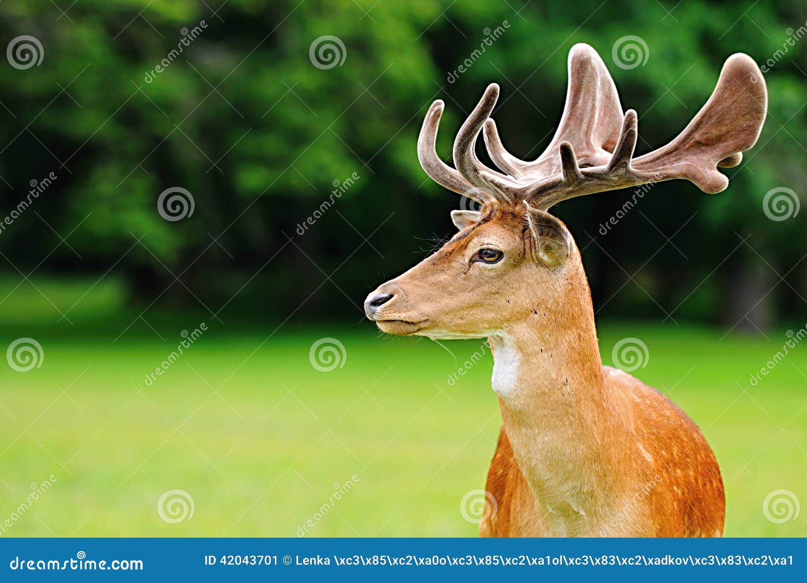 Fallow deer head stock image. Image of deer, ears, forest - 42043701