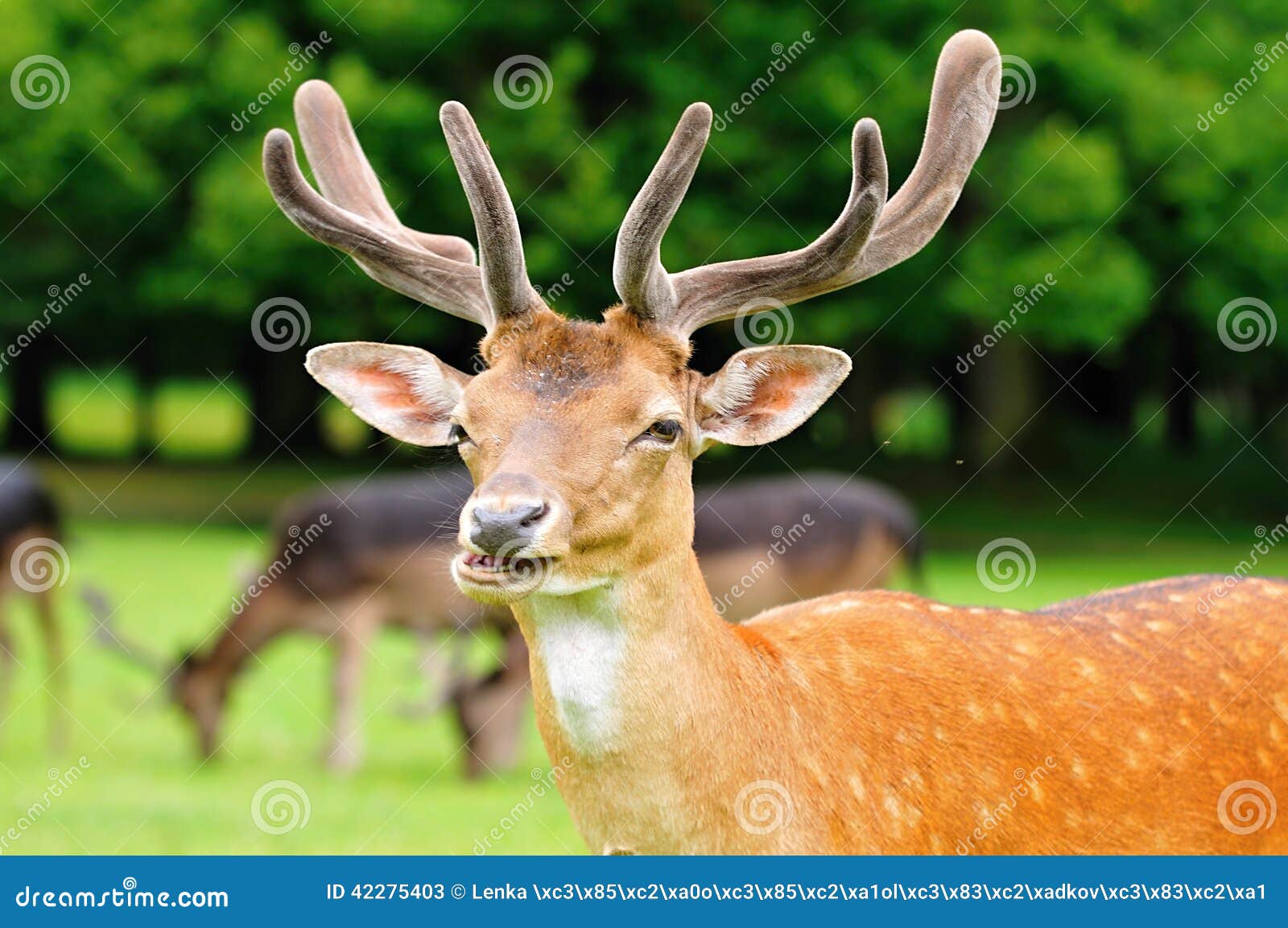 Fallow deer head stock image. Image of green, deer, horns - 42275403