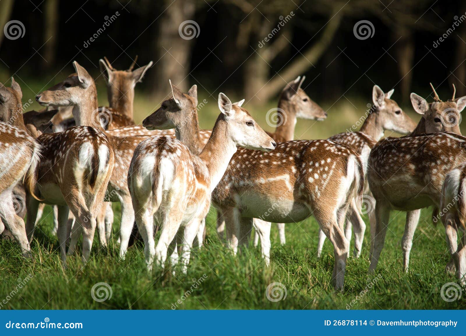 Fallow Deer Herd Stock Images - Image: 26878114