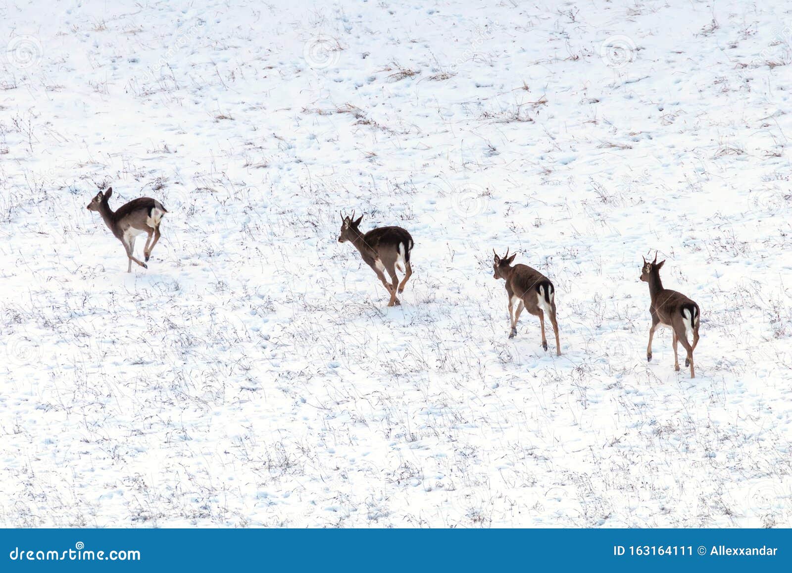 Fallow Deer Herd Snow Winter Landscape Dama Dama Stock Image - Image of ...
