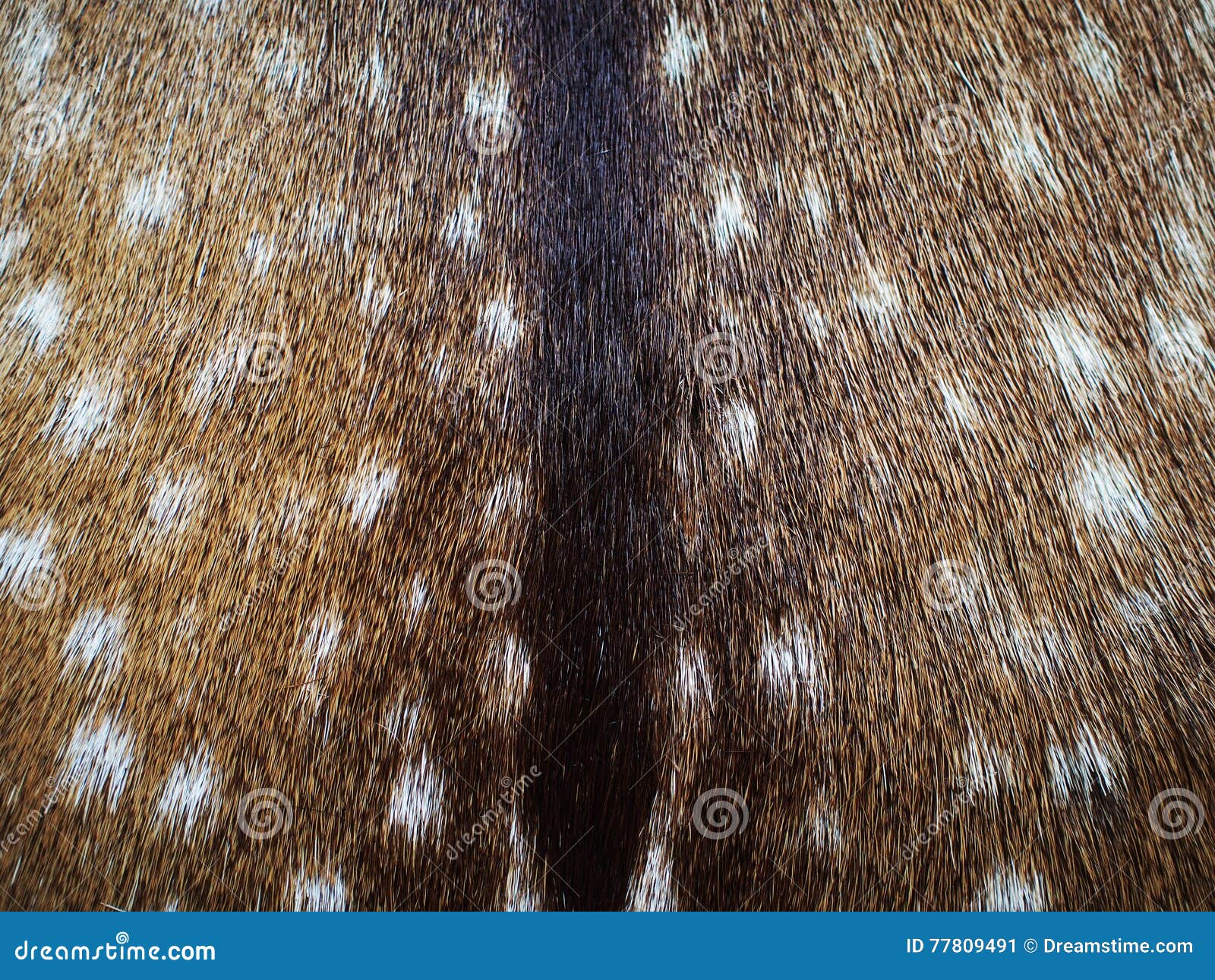 Fallow Deer Hide stock image. Image of stalking, leather - 77809491