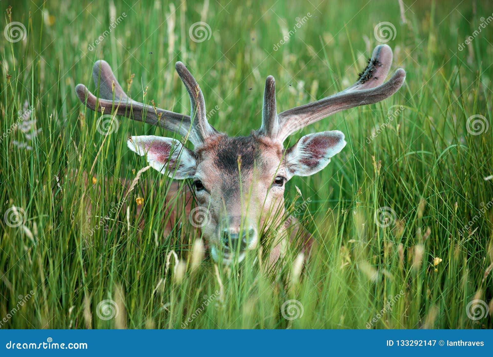 Fallow Deer Hiding in Grass, UK Dama Dama, Uk Stock Image - Image of ...