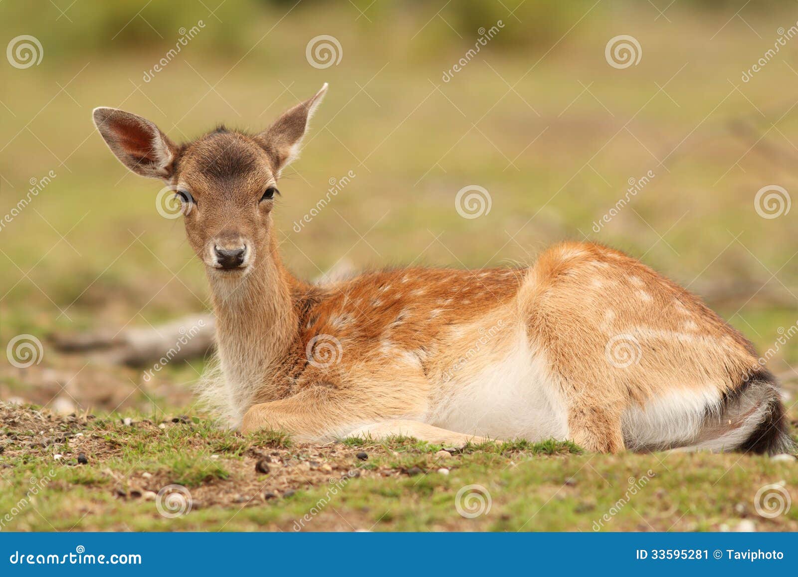 Fallow deer hind stock image. Image of fallow, glade - 33595281
