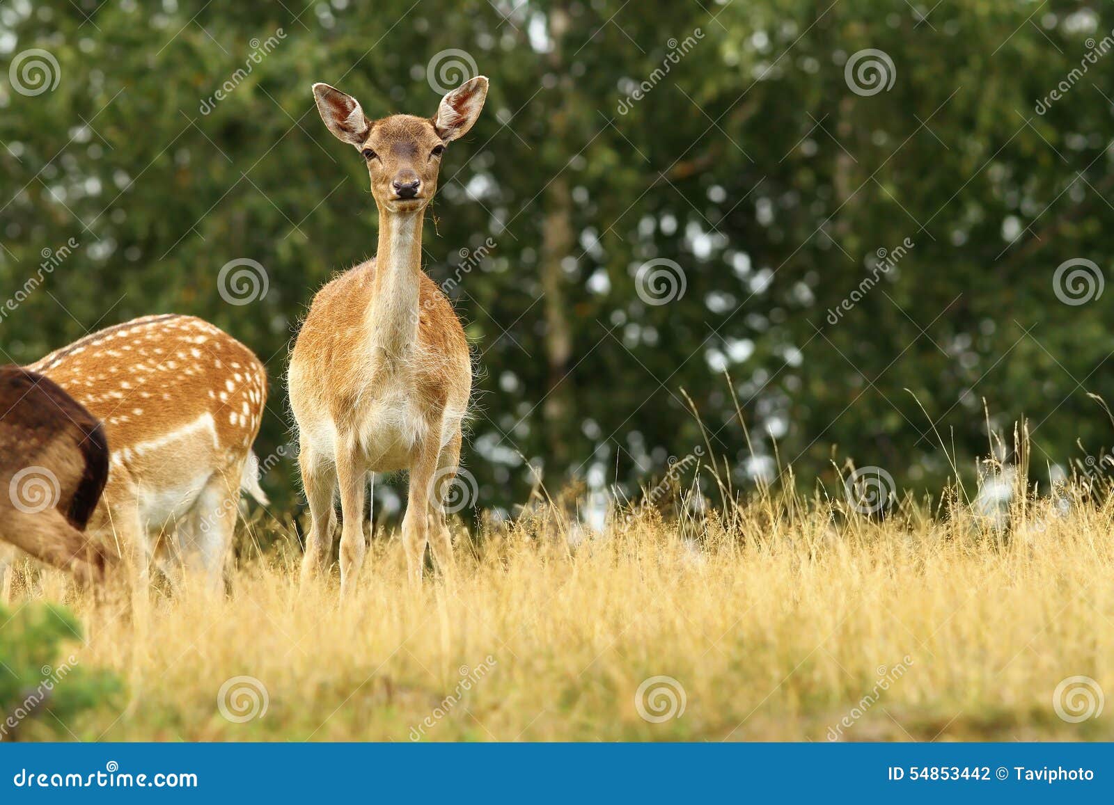 Fallow deer hind stock photo. Image of forest, countryside - 54853442