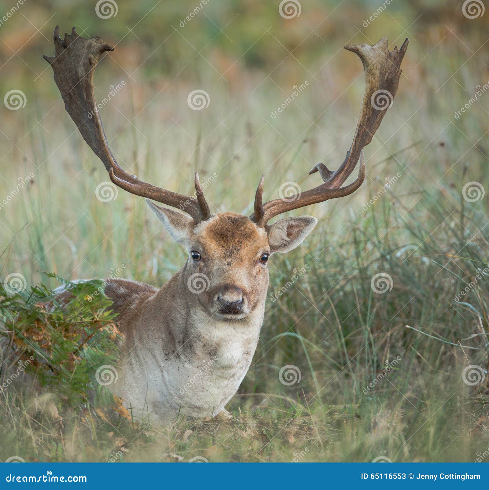 Fallow Deer Hind Sitting in Grass Stock Image - Image of eyes, brown ...