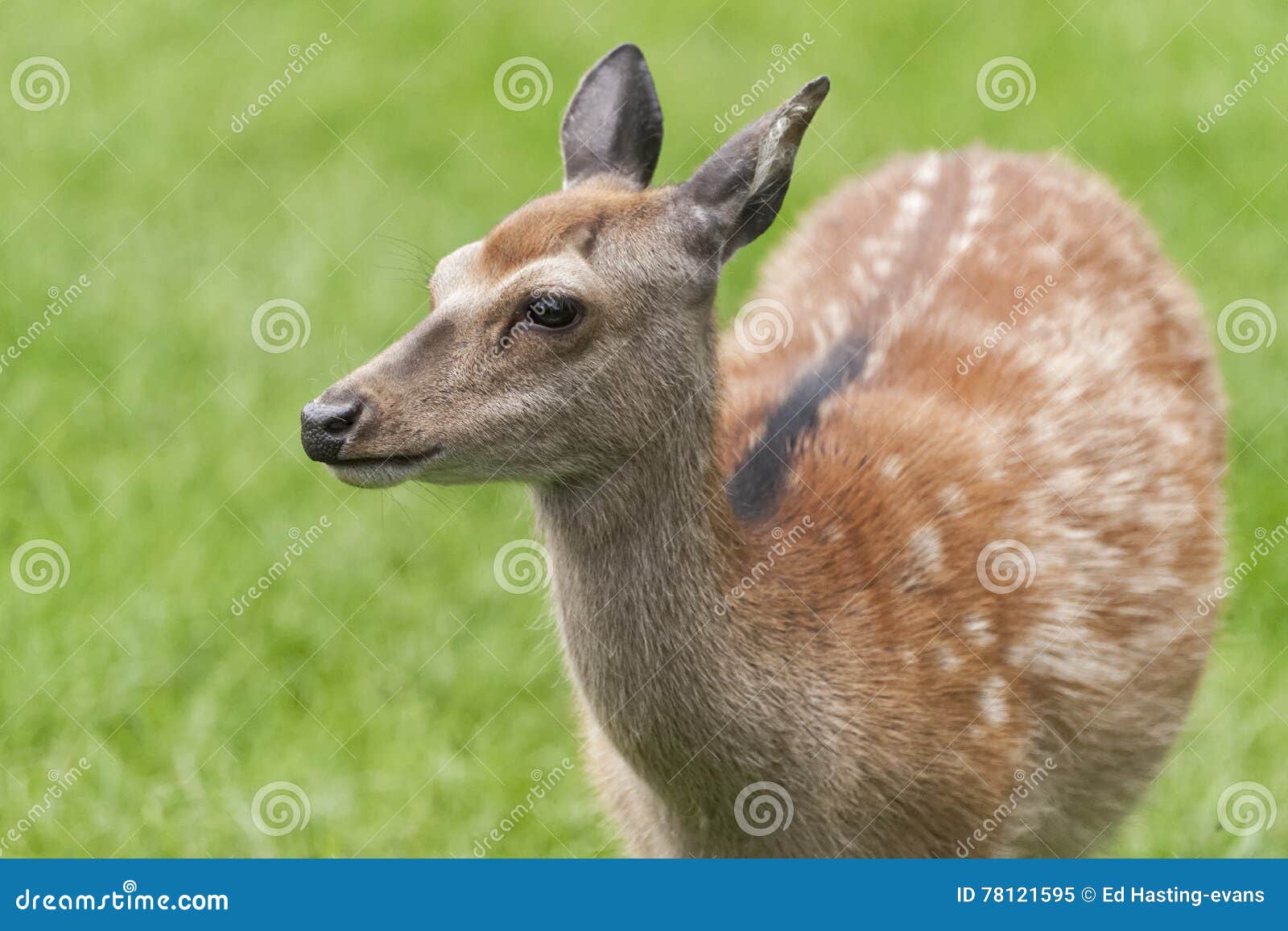 Fallow Deer stock image. Image of grass, england, brown - 78121595