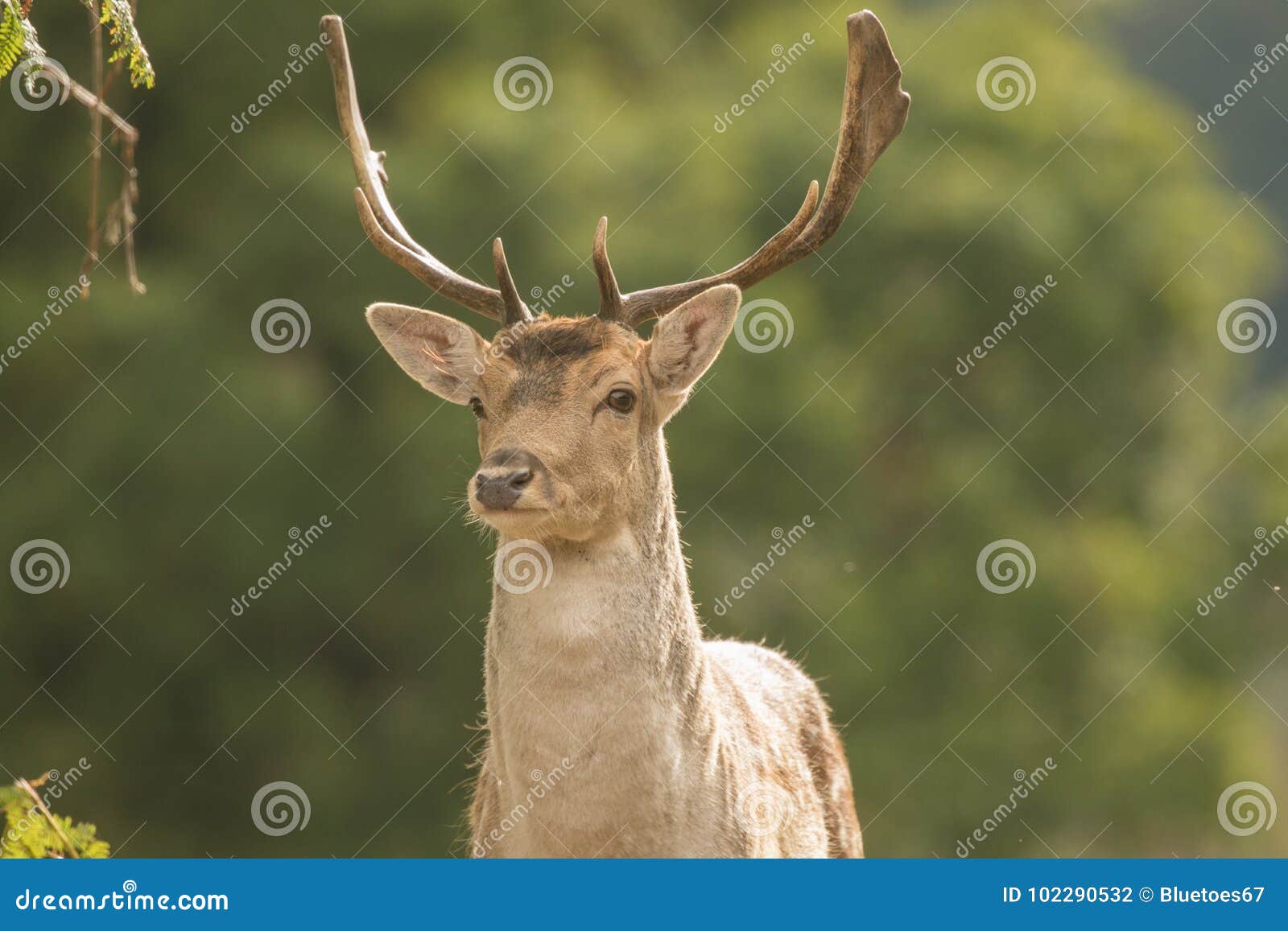 A Close Up of a Fallow Deer`s Head Stock Photo - Image of autumn ...