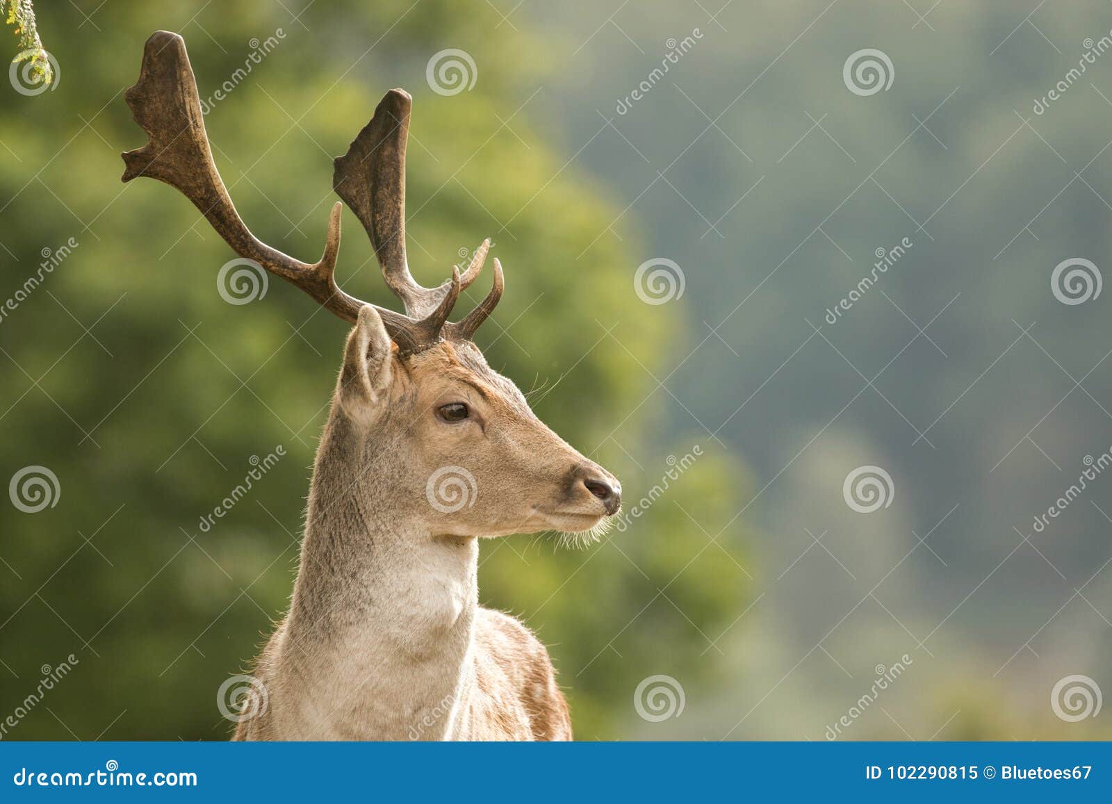 A Close Up of a Fallow Deer`s Head Stock Image - Image of deer ...