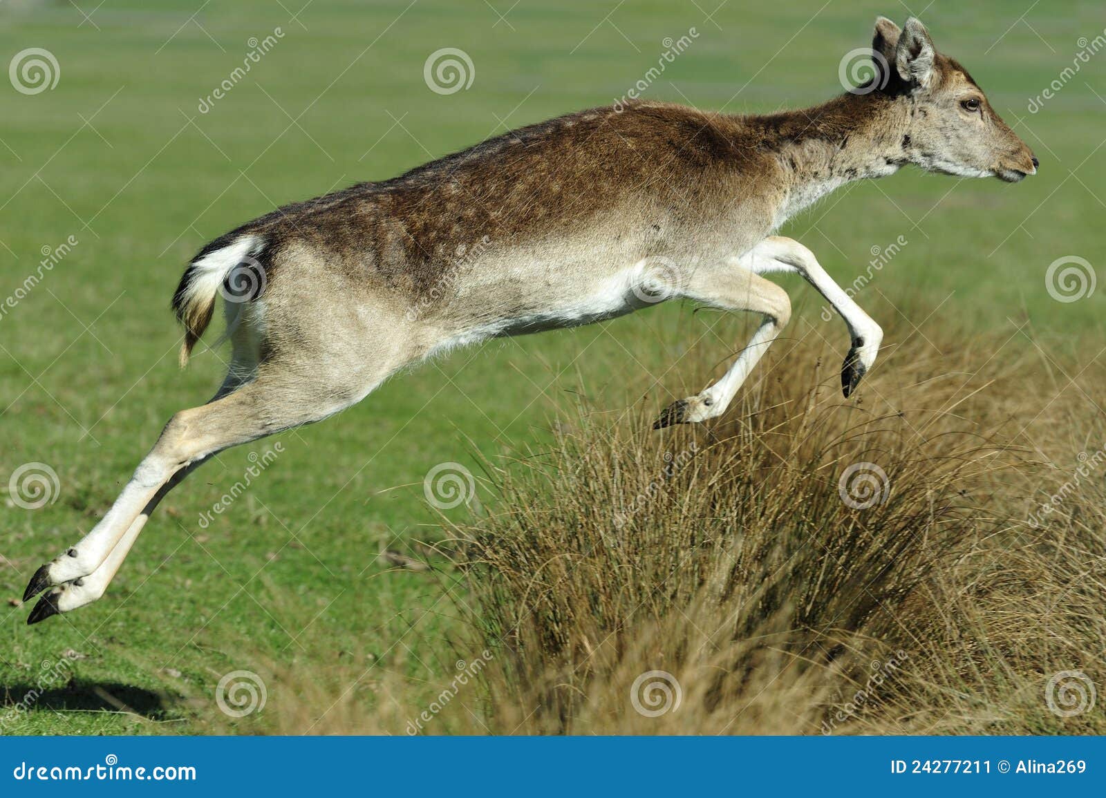 Fallow Deer Leaping stock image. Image of spotted, jumping - 24277211