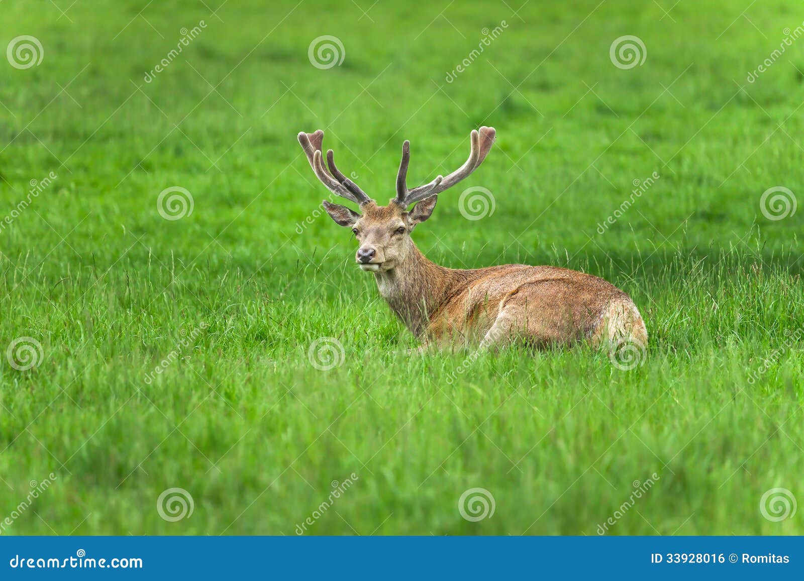 Fallow Deer stock photo. Image of meadow, calm, outdoor - 33928016
