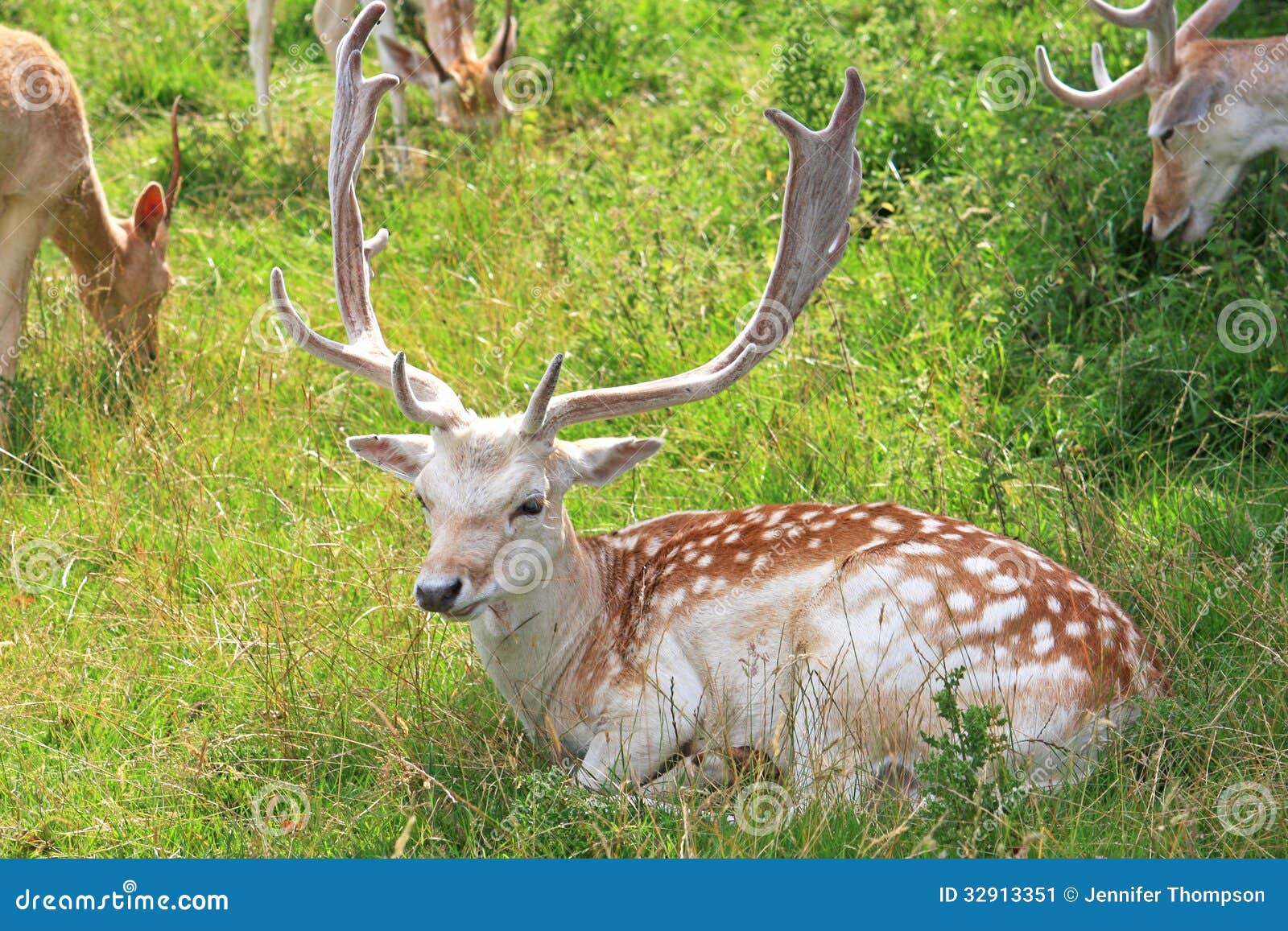Fallow Deer stock image. Image of velvet, antlers, herd - 32913351