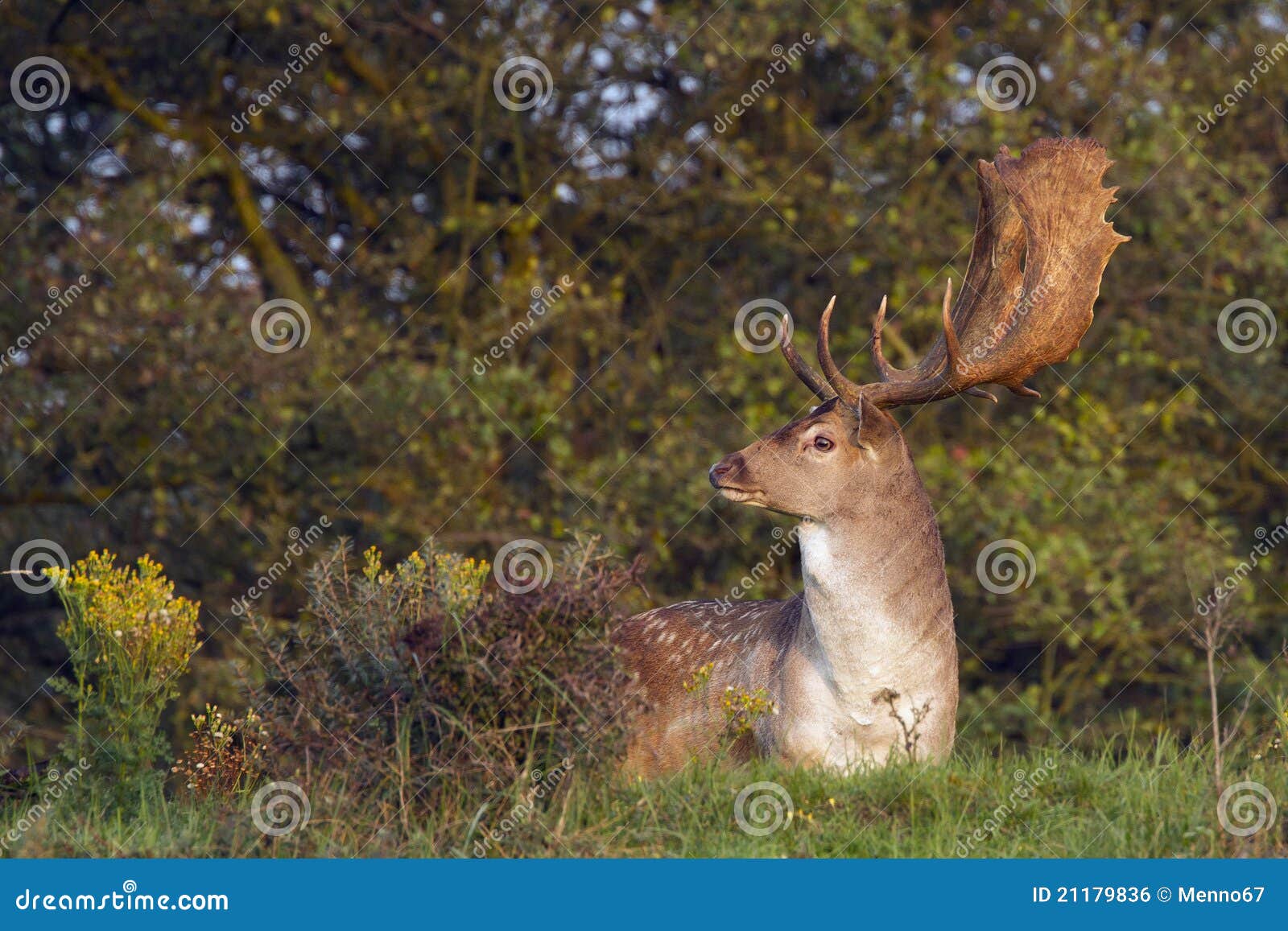 Fallow Deer Male stock photo. Image of themes, alertness - 21179836