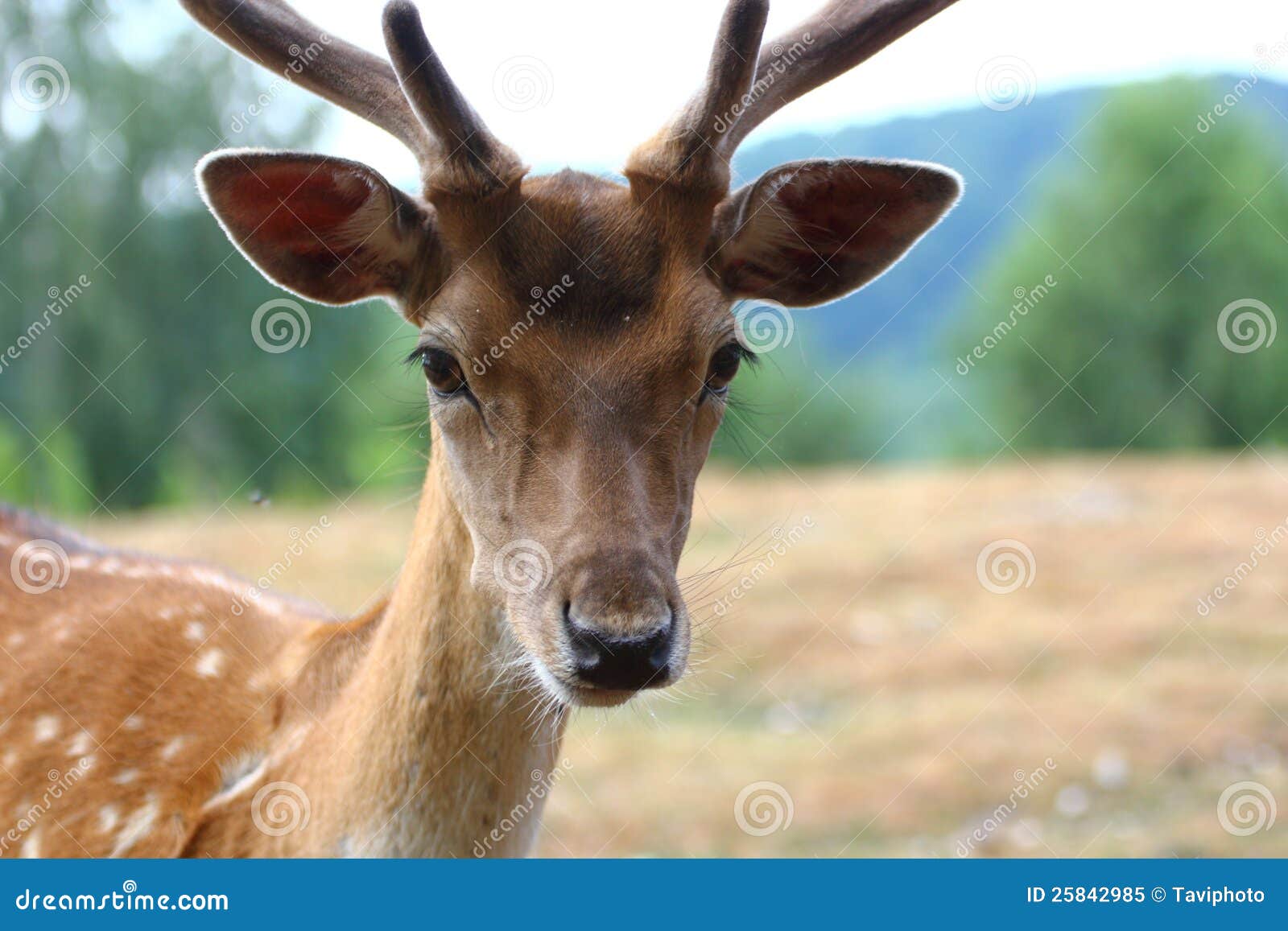 Fallow deer male stock image. Image of antlers, young - 25842985