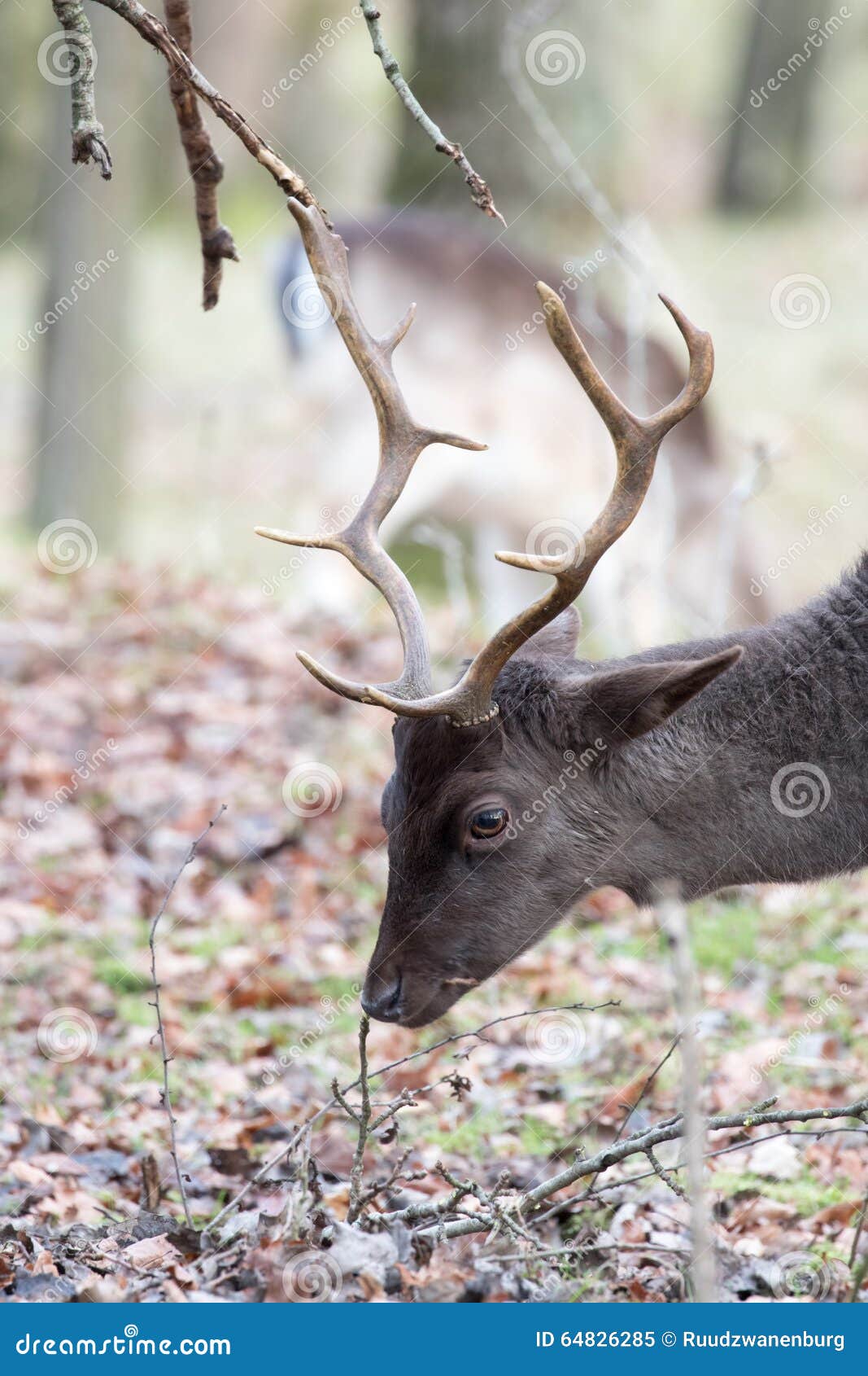 Fallow Deer stock image. Image of fallow, antlers, deer - 64826285