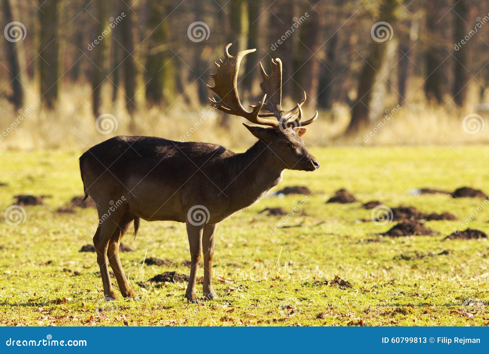 Fallow deer stock image. Image of cervidae, live, zoological - 60799813