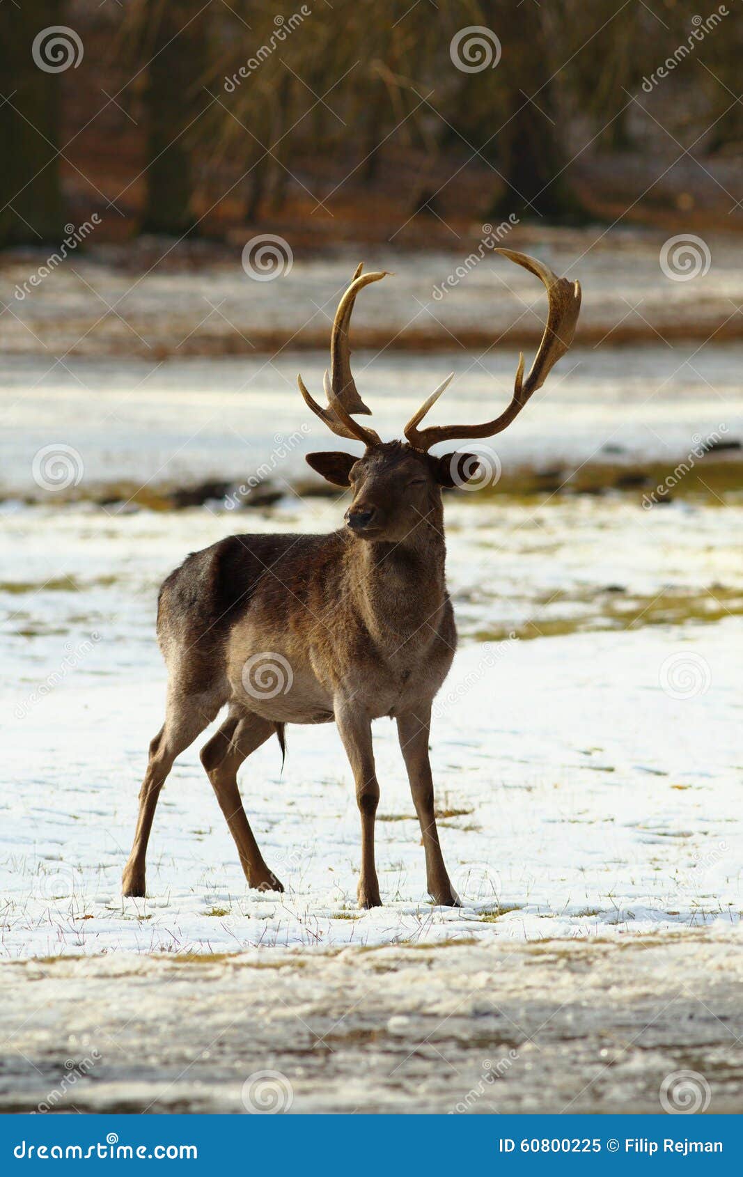 Fallow deer stock image. Image of nature, ecological - 60800225