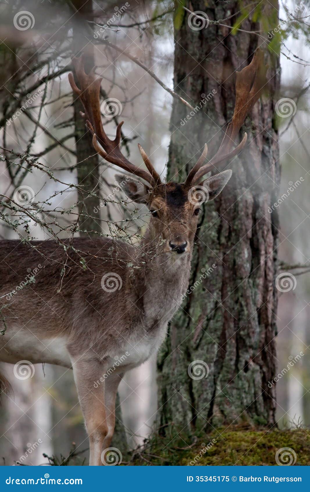 Fallow deer stock image. Image of tree, animals, animal - 35345175
