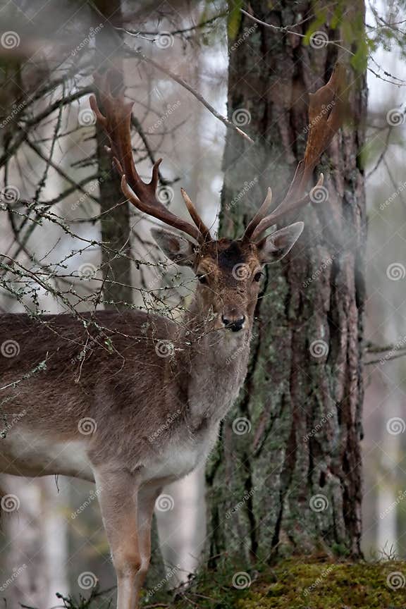 Fallow deer stock image. Image of tree, animals, animal - 35345175