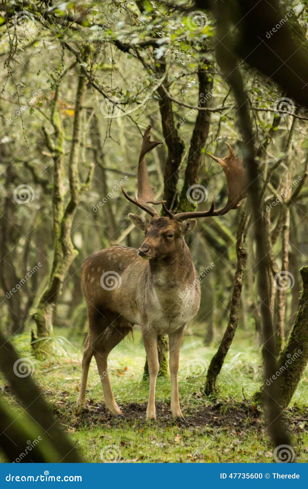 The Fallow Deer Male 02 stock photo. Image of buck, season - 47735600