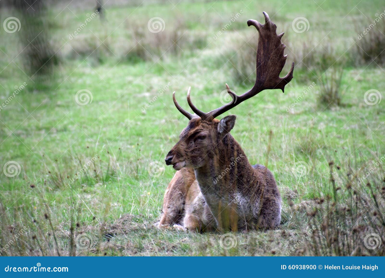 Fallow Deer stock photo. Image of meadow, cervidae, fallow - 60938900