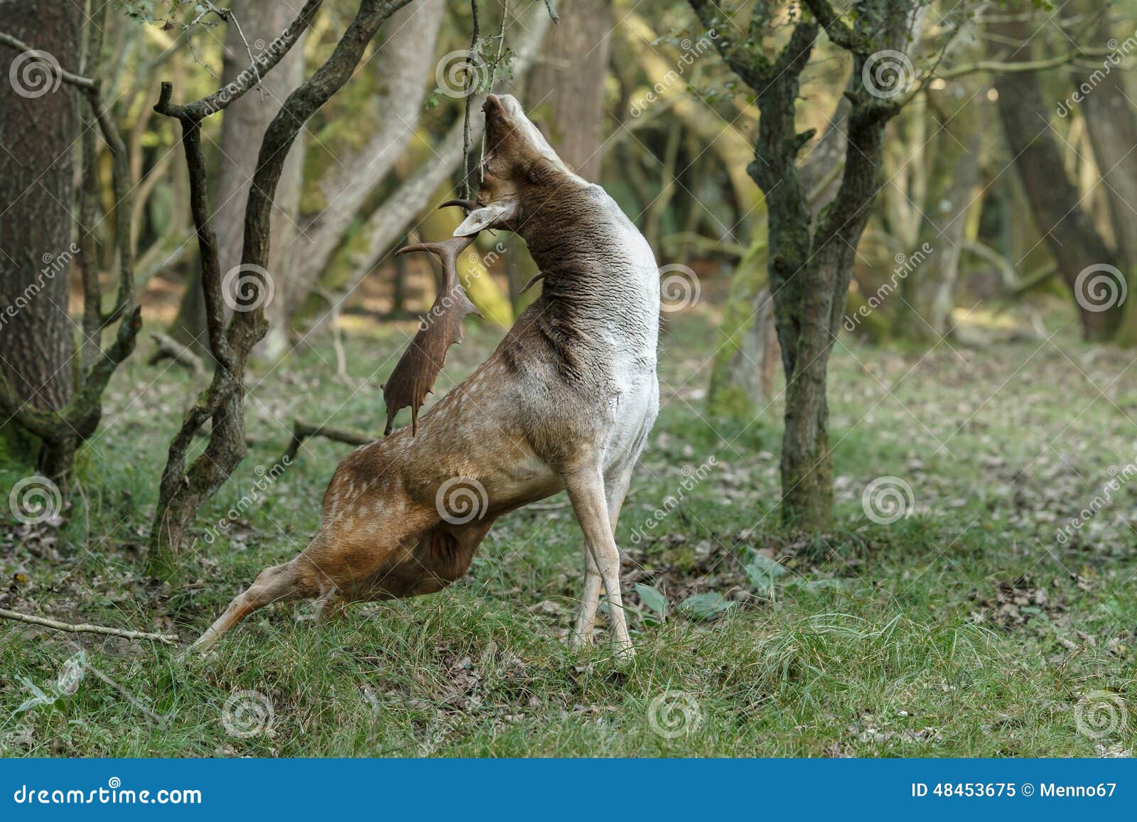 Fallow deer stock image. Image of park, male, grass, field - 48453675