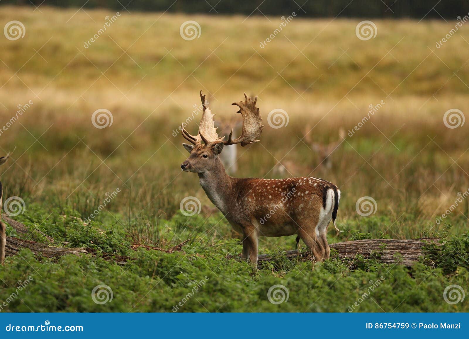 Fallow deer stock image. Image of mating, ibex, nest - 86754759