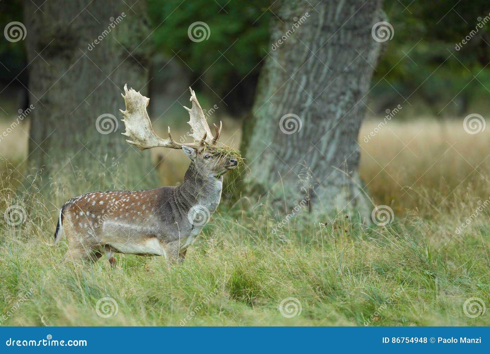 Fallow deer stock photo. Image of fallow, prey, high - 86754948