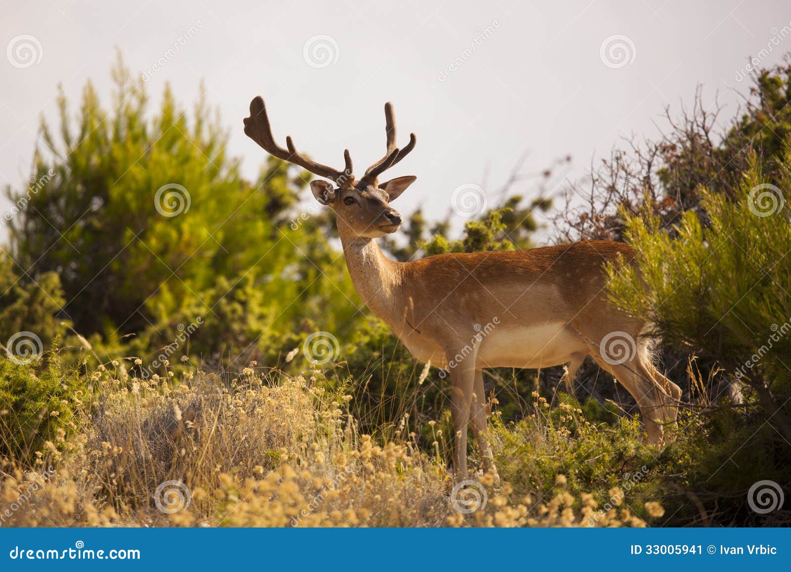 Fallow Deer in Natural Habitat Stock Image - Image of green, fallow ...