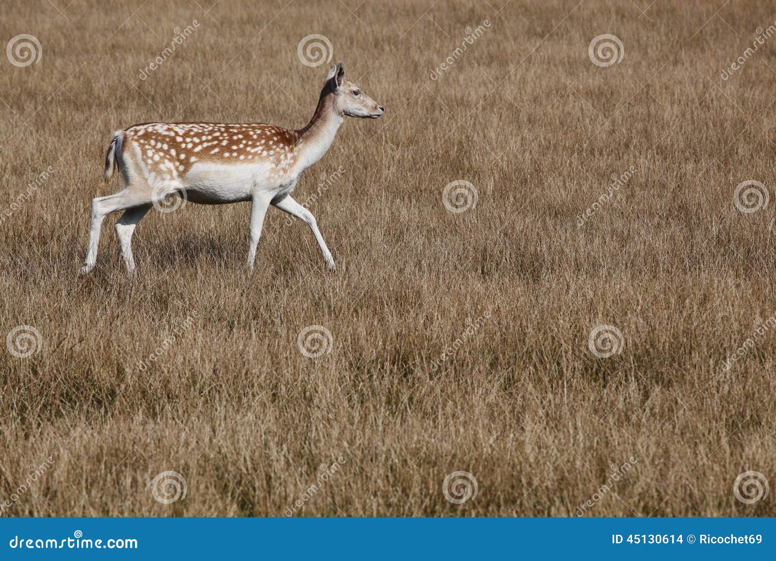 Fallow deer in nature stock photo. Image of animals, wilderness - 45130614