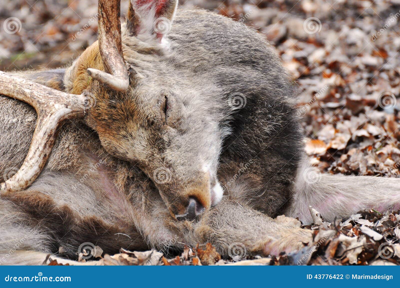 Sleeping Cervine Stock Photos - Free & Royalty-Free Stock Photos from ...