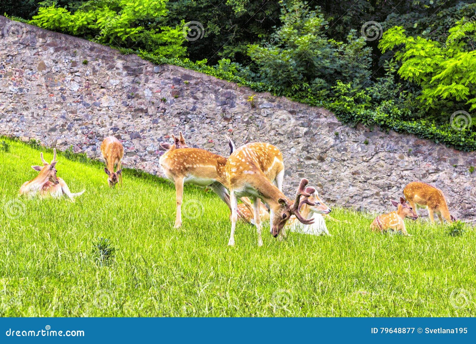 Fallow Deer in the Park in Abbey in Austria Stock Image - Image of ...