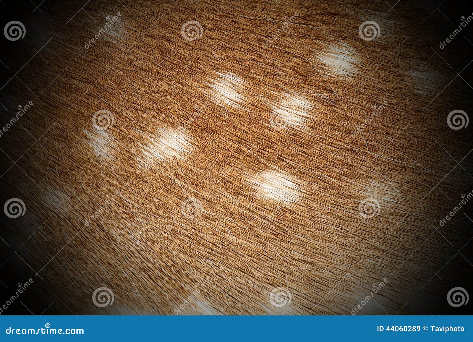 Fallow deer pelt detail stock image. Image of material - 44060289