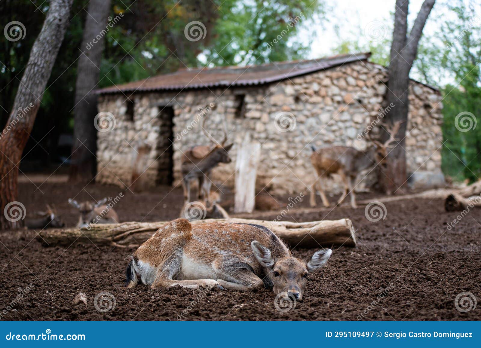 Fallow deer stock image. Image of deer, wood, bird, wildlife - 295109497