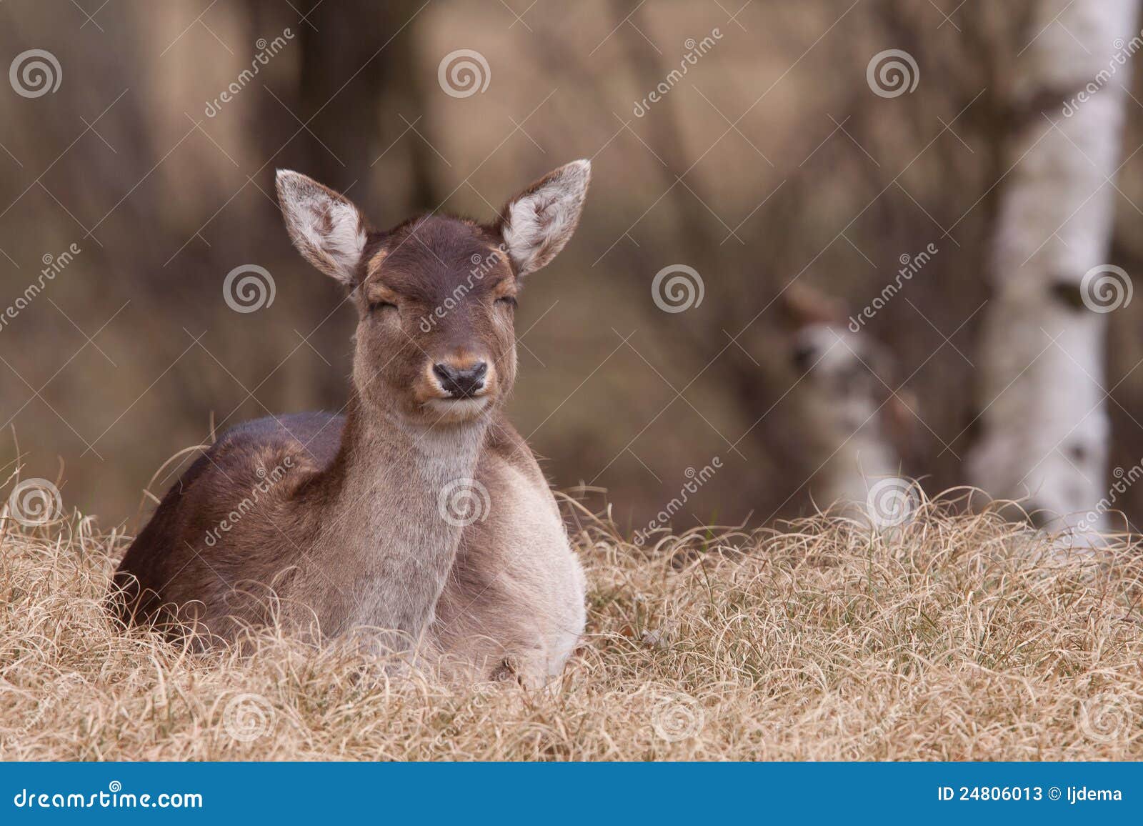 A fallow-deer is resting stock image. Image of meadow - 24806013