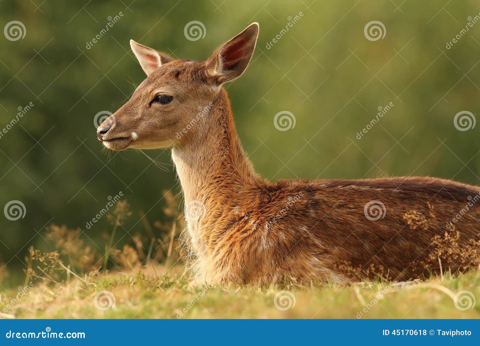 Fallow Deer Resting on Glade Stock Photo - Image of ears, cervidae ...