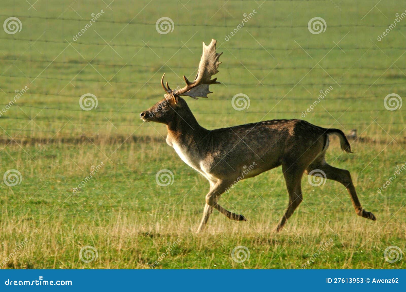 Fallow deer running stock image. Image of farming, hard - 27613953