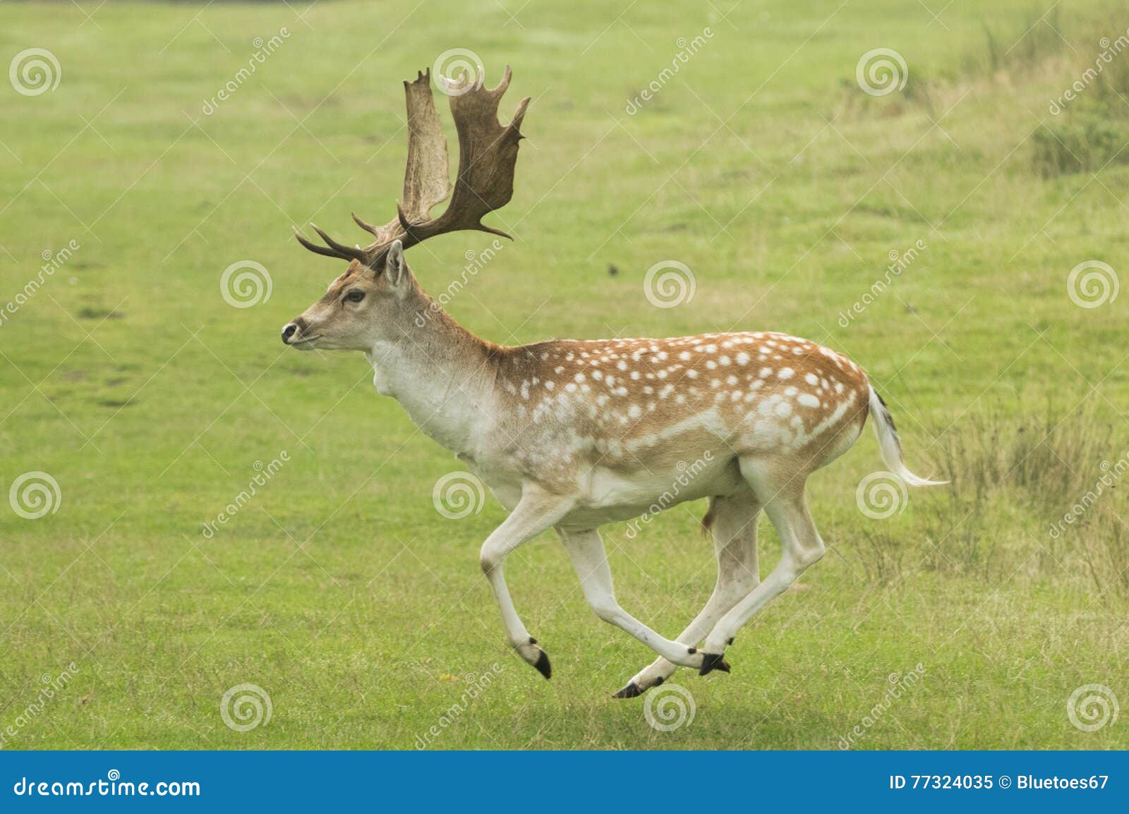 Fallow deer running stock image. Image of face, field - 77324035
