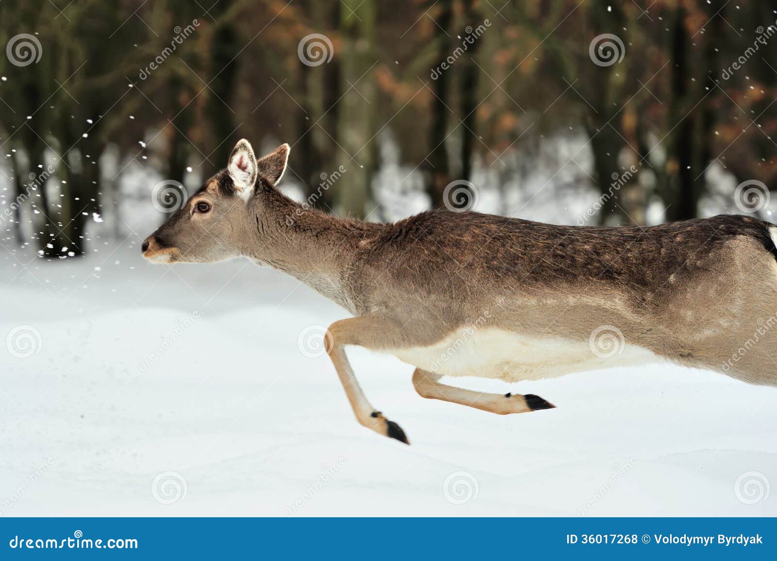 Fallow deer stock photo. Image of scene, jump, deer, landscape - 36017268