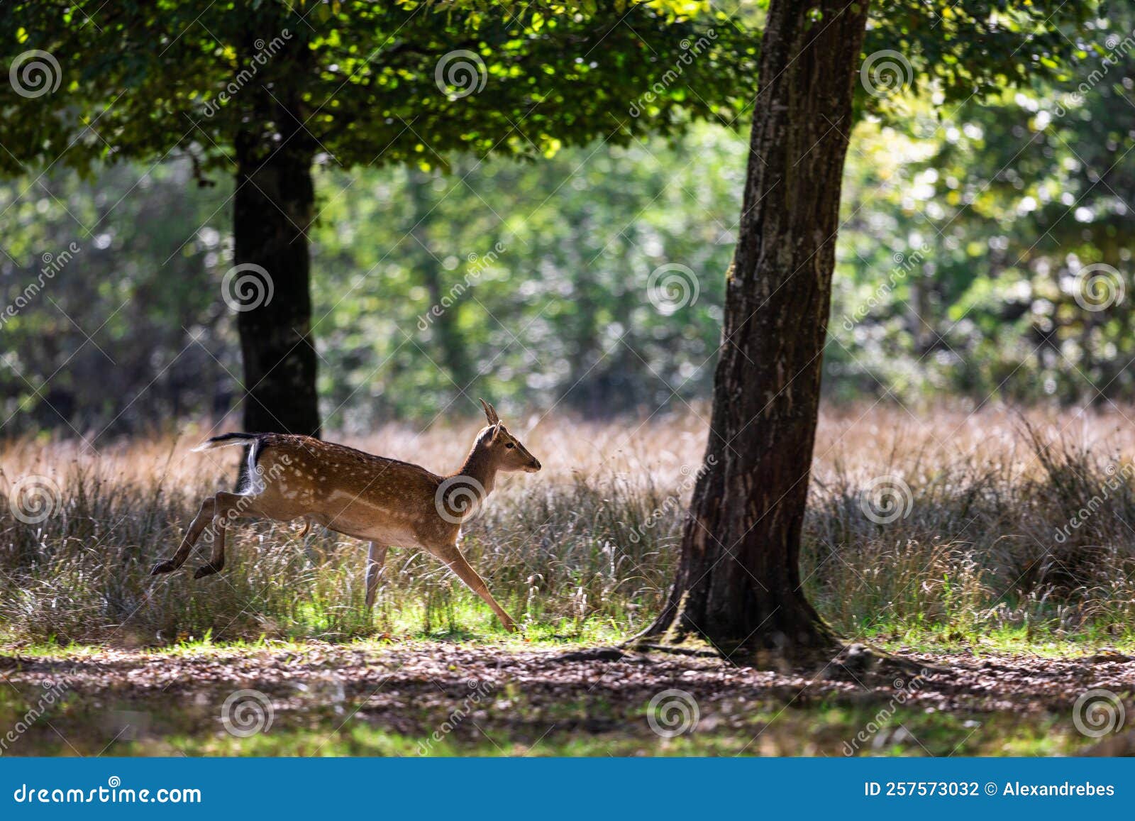 A Fallow Deer Runs in the Forest Stock Photo - Image of head, mammal ...